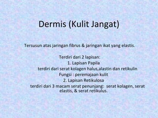 Anatomi dan Fisiologi Kulit Manusia | PPT