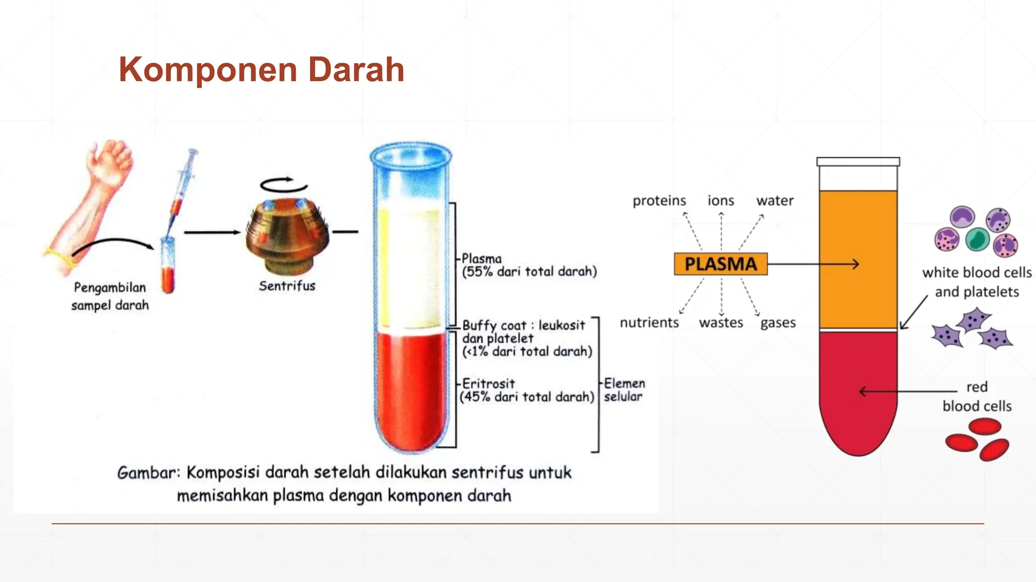 Kuliah Anfisman - Sistem Hematologi (Darah) | PPT