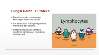 Kuliah Anfisman - Sistem Hematologi (Darah) | PPTX