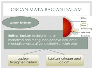 Anfisman Organ Mata dan Telinga universitas | PPTX