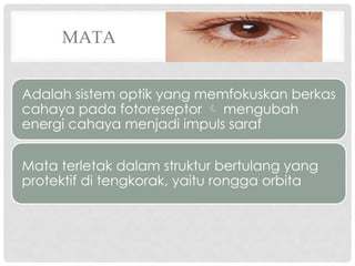 Anfisman Organ Mata dan Telinga universitas | PPTX