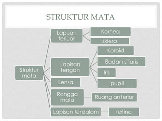Anfisman Organ Mata dan Telinga universitas | PPTX