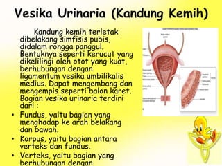 anatomi fisiologi sistem urinarius manusia | PPTX