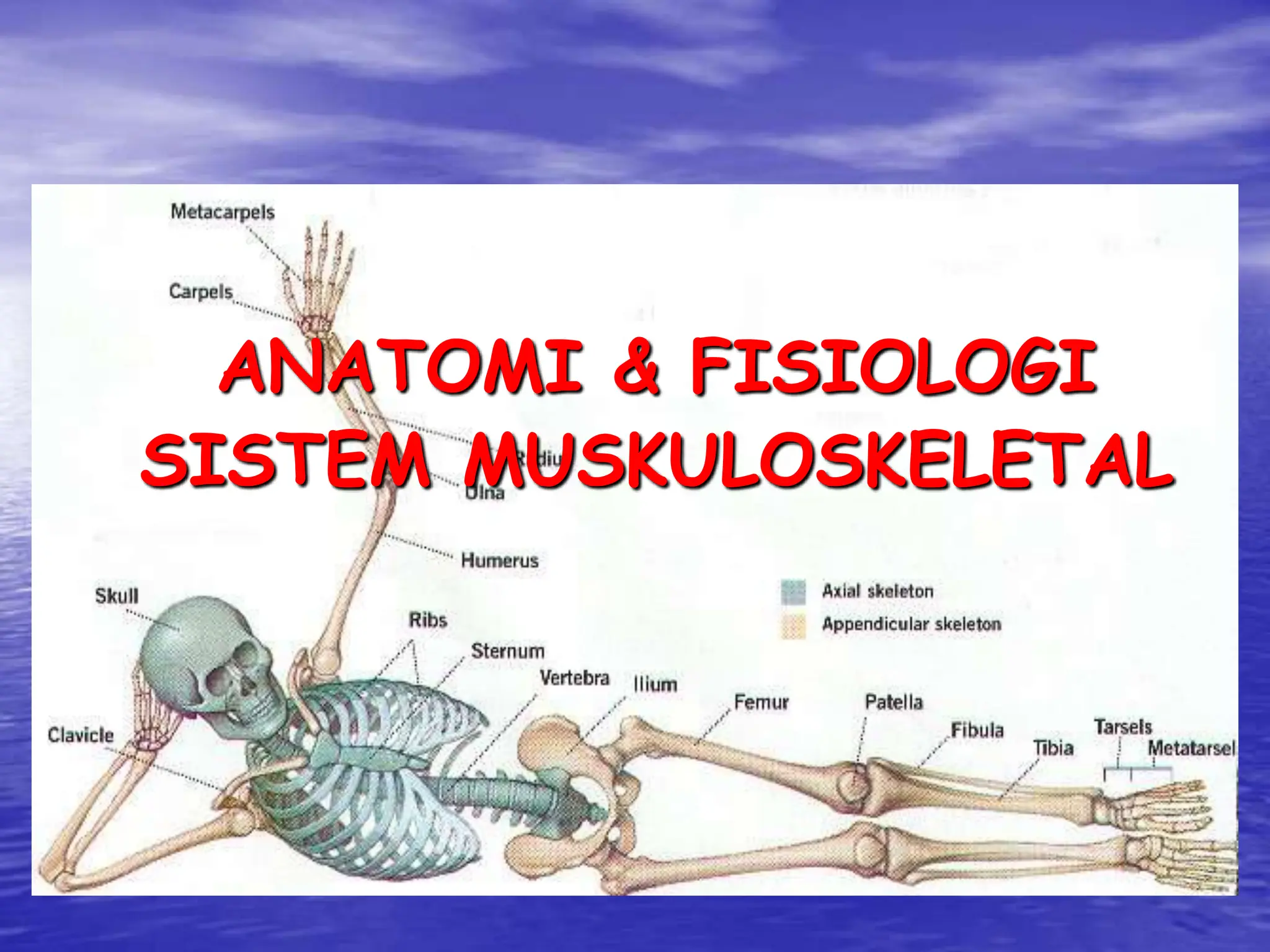 Anatomi Fisiologi Sistem Muskuloskeletal.ppt