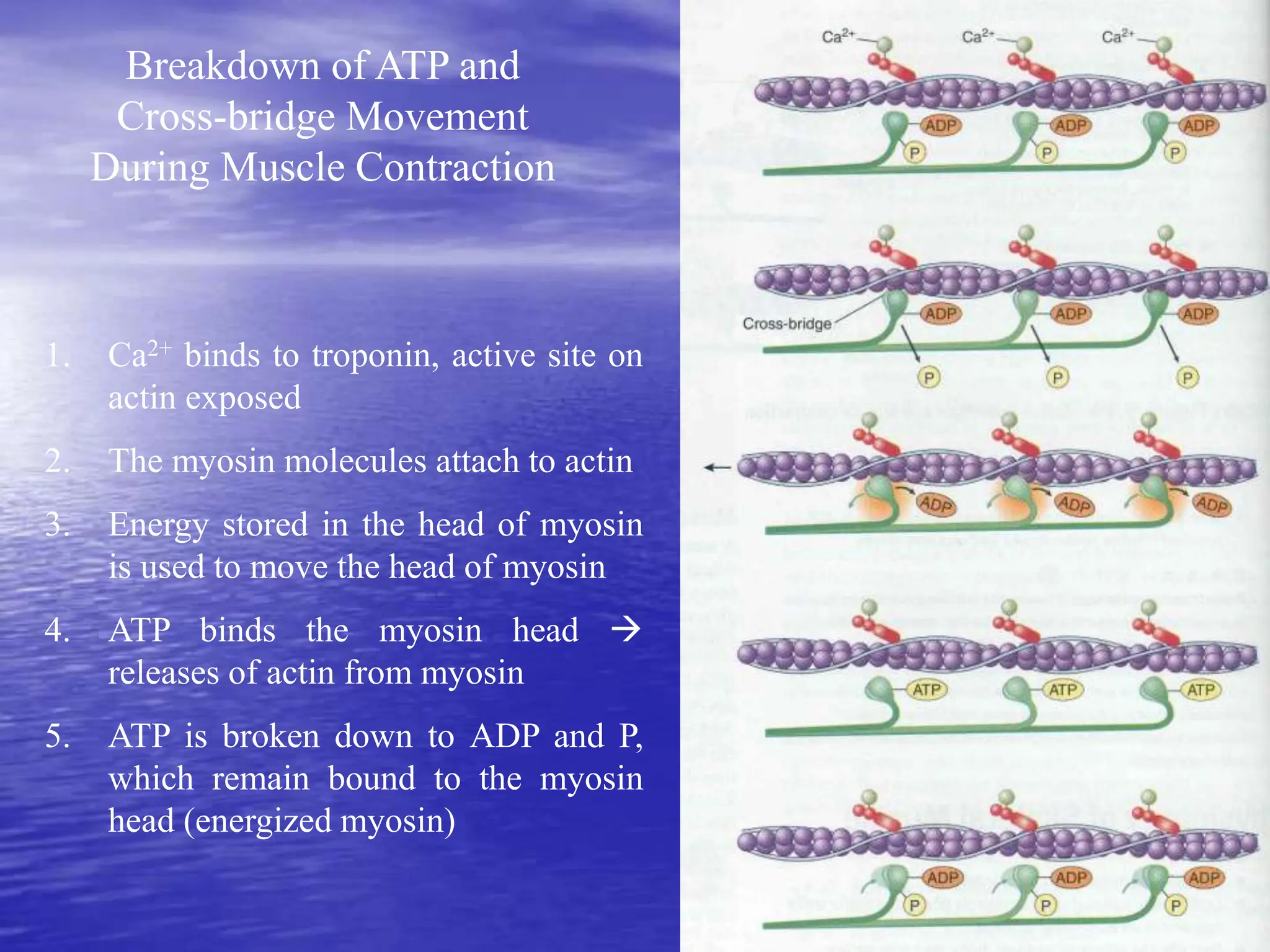 Anatomi Fisiologi Sistem Muskuloskeletal.ppt