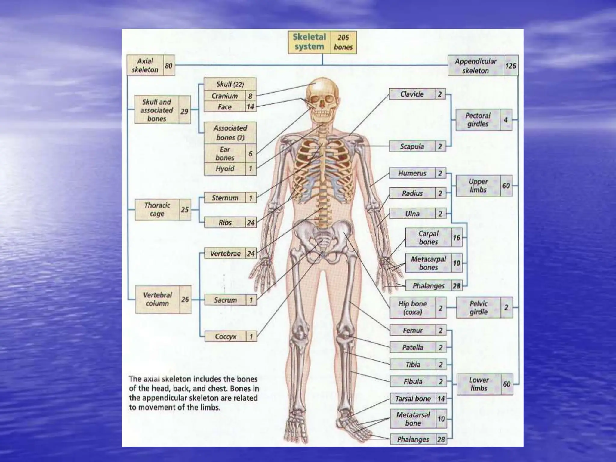 Anatomi Fisiologi Sistem Muskuloskeletal.ppt