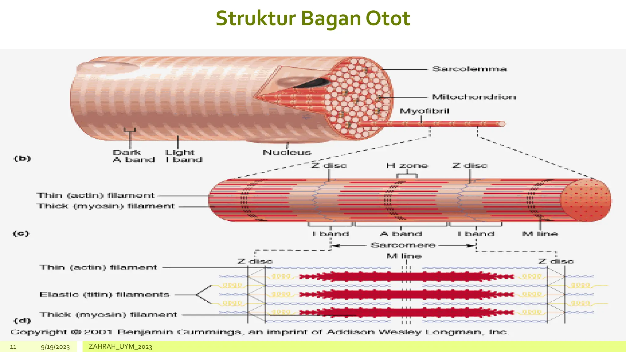 ANATOMI DAN FISIOLOGI MUSKULOSKELETAL PADA KEPERAWATAN | PPT | Free ...