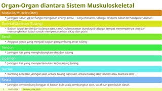 ANATOMI FISIOLOGI SISTEM MUSKULOSKELETAL | PPTX