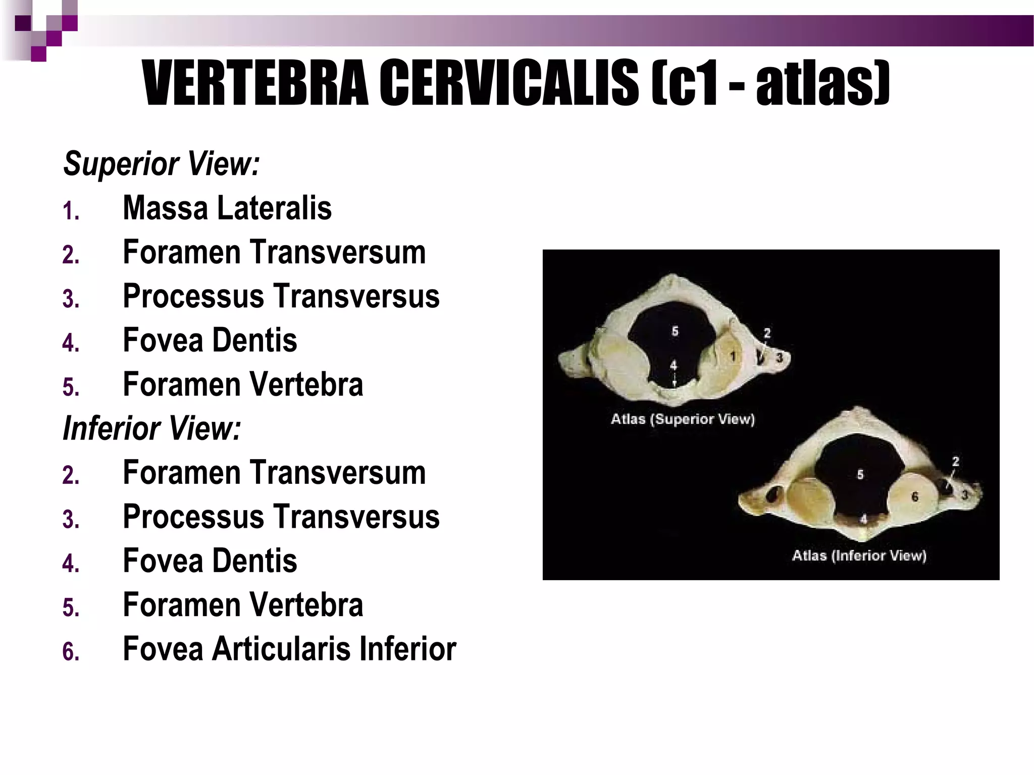 Anfis muskuloskeletas | PPT
