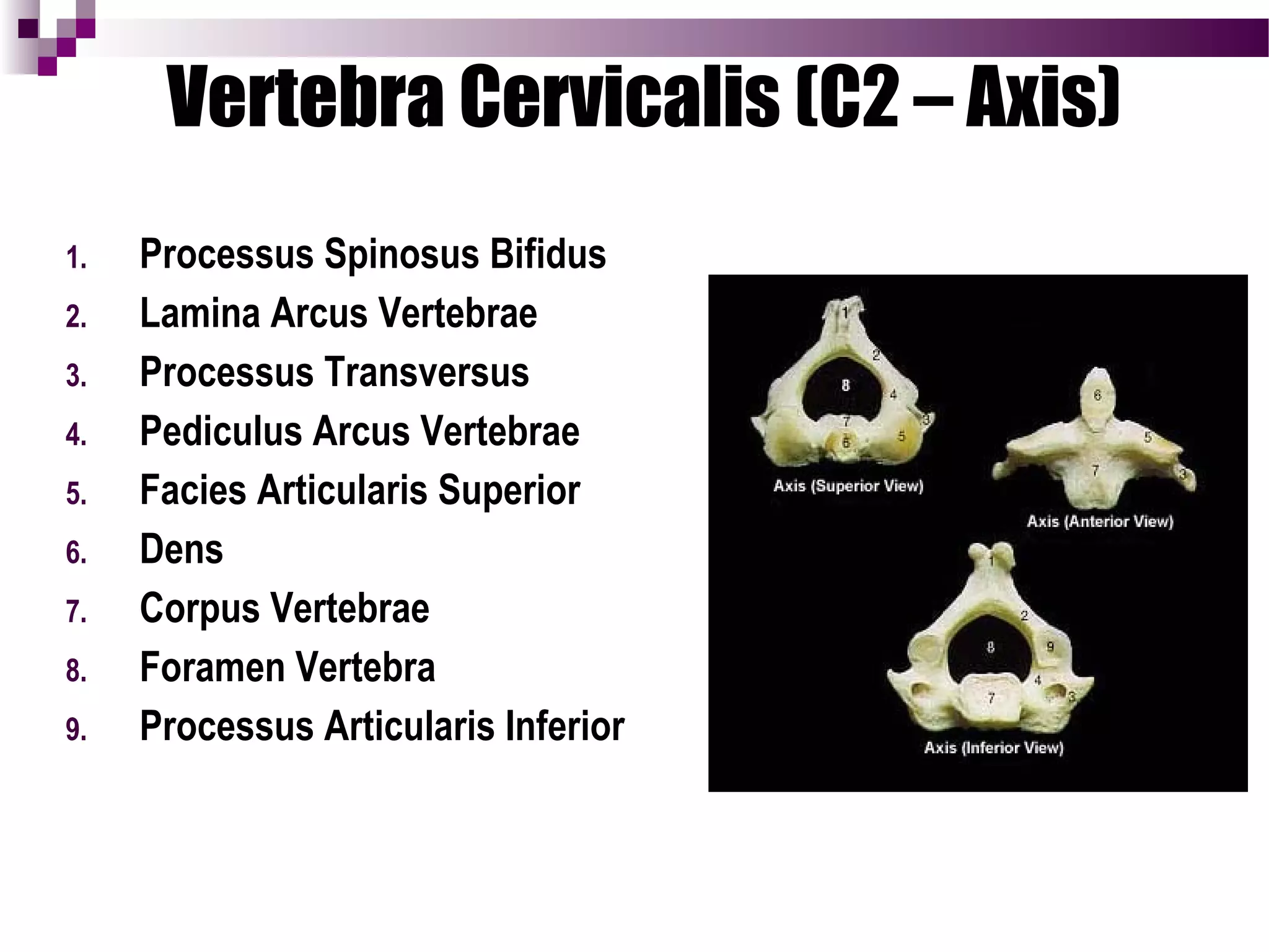 Anfis muskuloskeletas | PPT