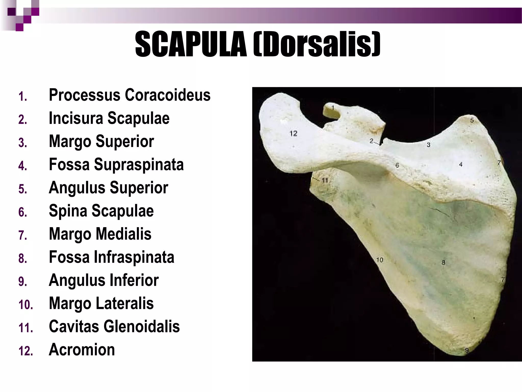 Anfis muskuloskeletas | PPT