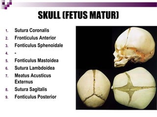 Anfis muskuloskeletas | PPT