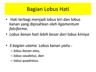 Anfis organ Hati.pptx