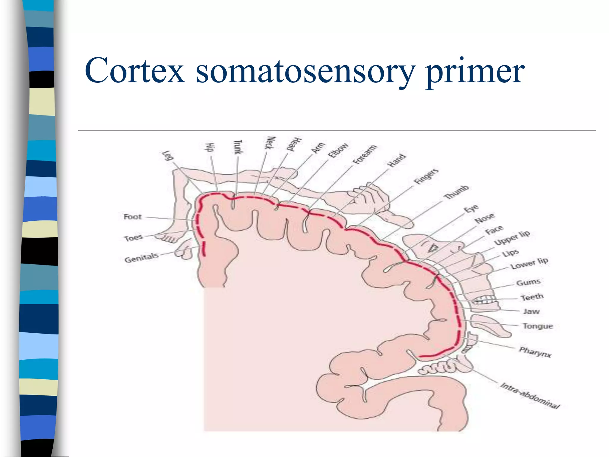 Anatomi Fisiologi Otak | PPTX
