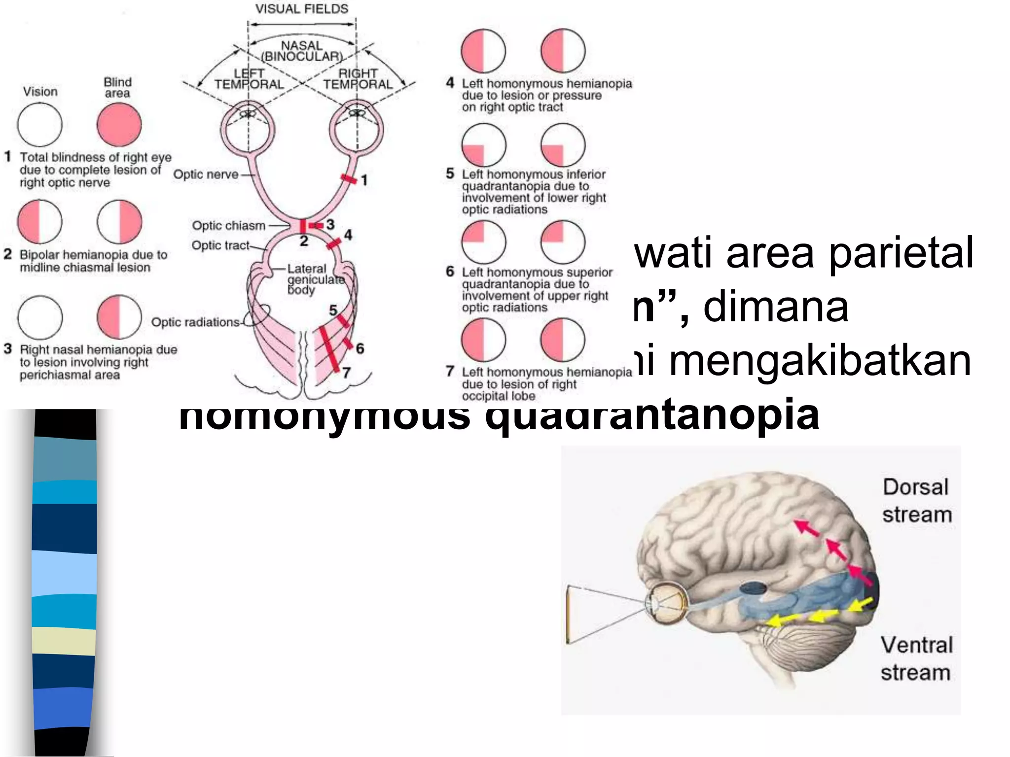 Anatomi Fisiologi Otak | PPTX