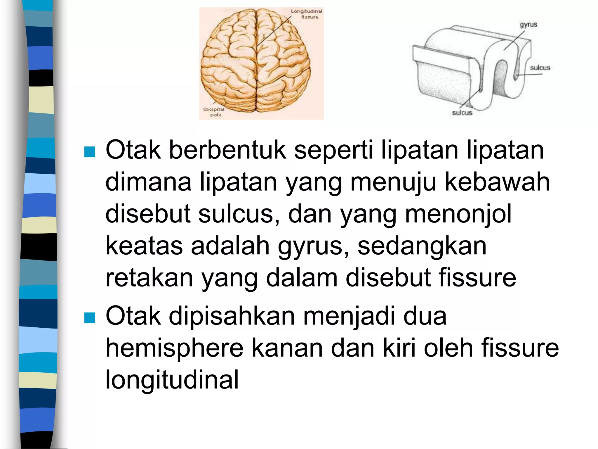 Anatomi Fisiologi Otak | PPTX