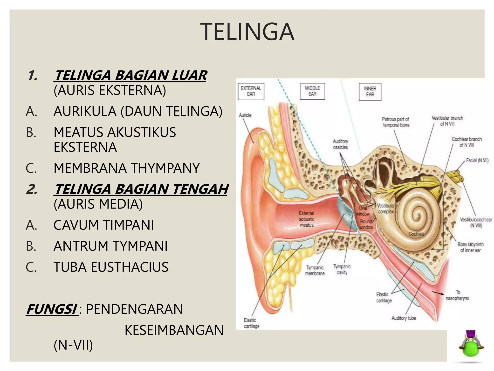 ANFIS PANCA INDERA.ppt