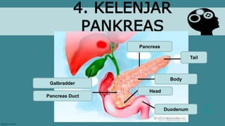 Anatomi Fisiologi Pankreas | PPTX