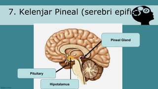 Anatomi Fisiologi Pankreas | PPTX