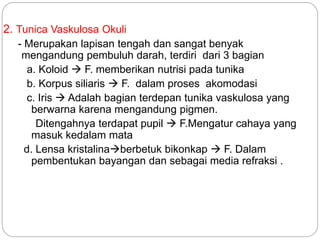 Anatomi dan fisiologi sistem pengindraan | PPT
