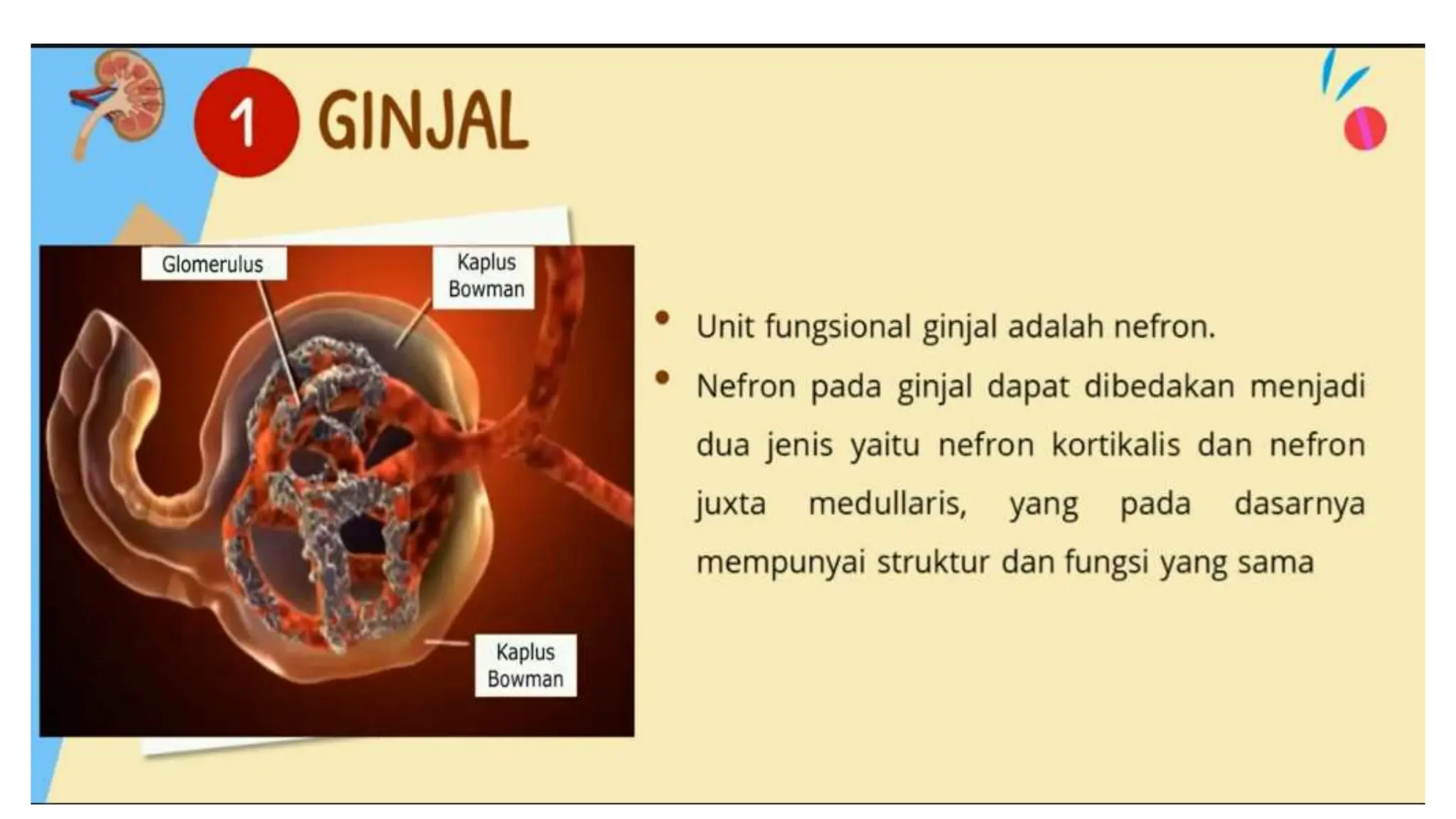 anatomi dan fisiologi sistem perkemihan dan urinaria | PPTX