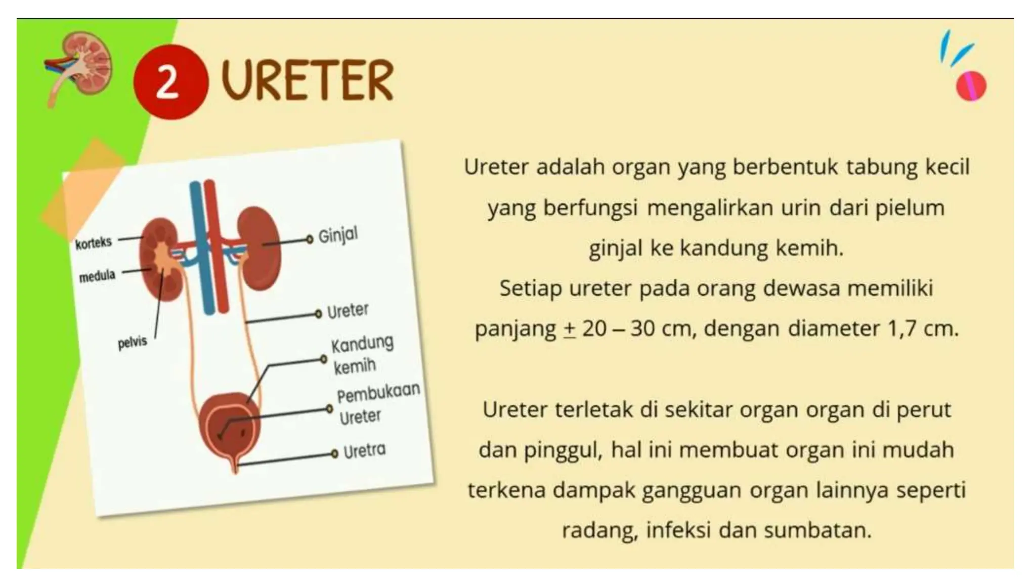 anatomi dan fisiologi sistem perkemihan dan urinaria | PPTX