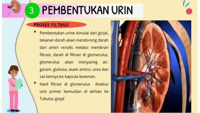 anatomi dan fisiologi sistem perkemihan dan urinaria | PPTX