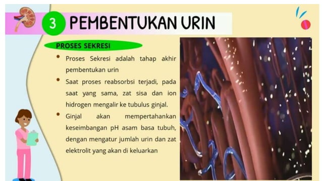 anatomi dan fisiologi sistem perkemihan dan urinaria | PPTX