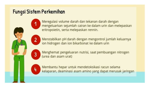 anatomi dan fisiologi sistem perkemihan dan urinaria | PPTX