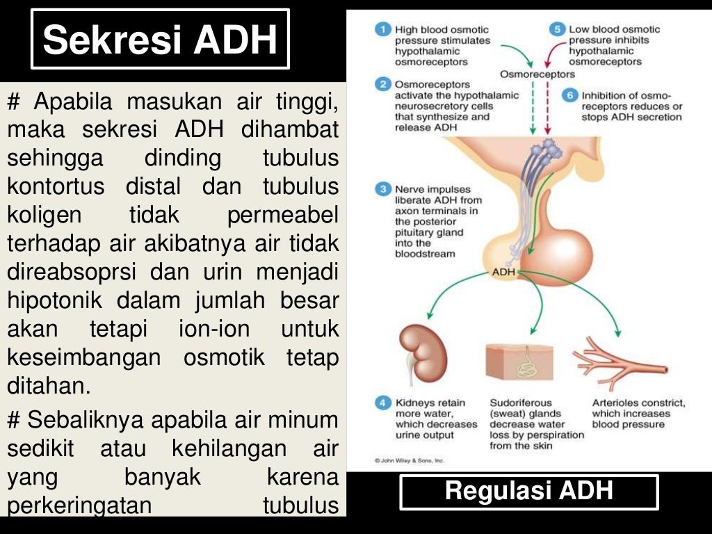 SISTEM REGULASI HORMON ADH