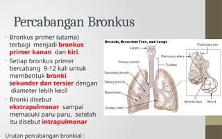 ANATOMI SISTEM RESPIRASI/RESPIRATION ANATOMY | PPTX