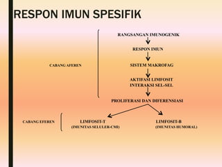 Anatomi Fisiologi Sistem Imunologi Kep. Dewasa | PPT