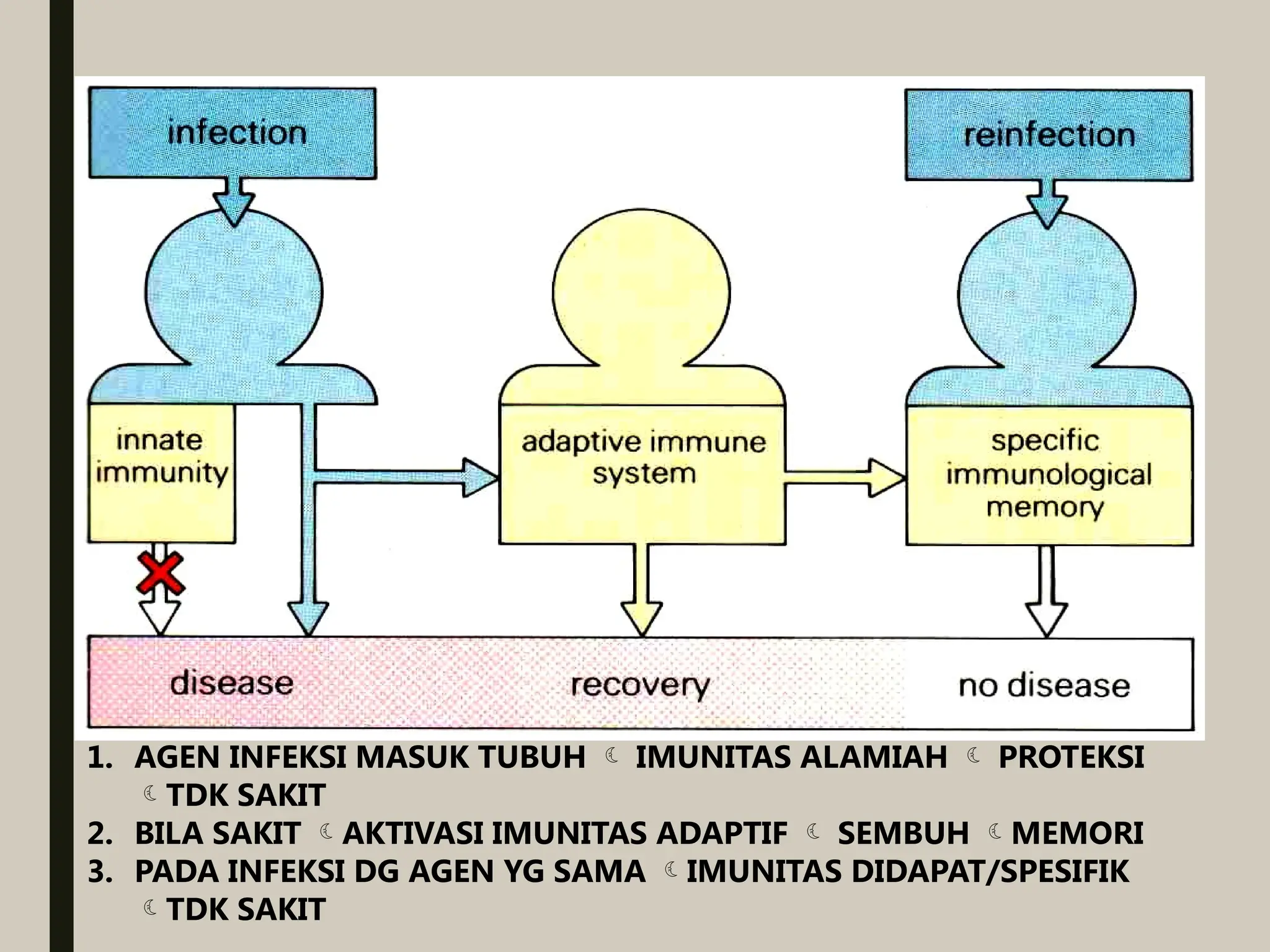 Anatomi Fisiologi Sistem Imunologii. Ppt | PPTX