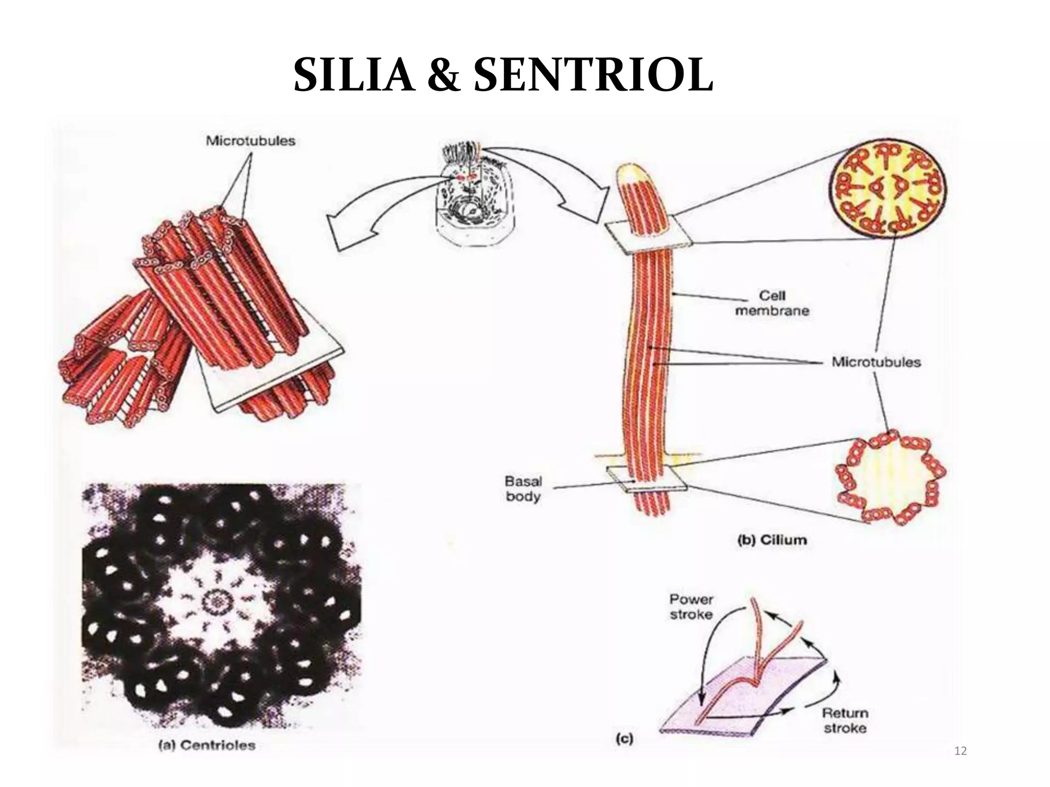 Anatomi Fisiologi Sel dan Jaringan | PPTX