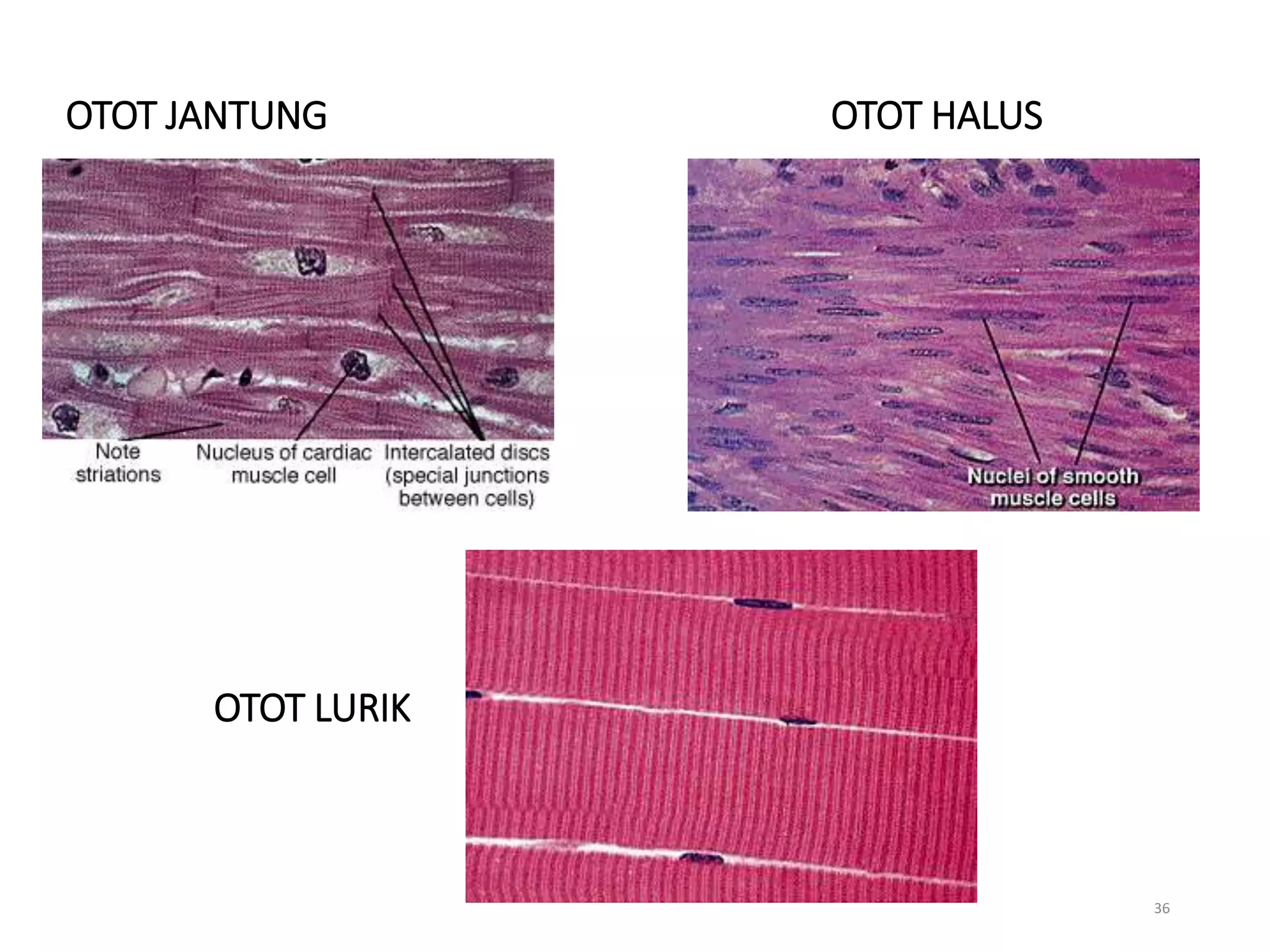 Anatomi Fisiologi Sel dan Jaringan | PPTX