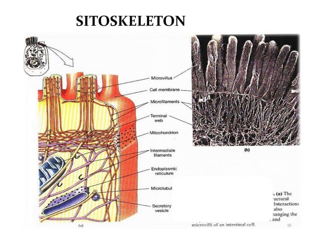 Anatomi Fisiologi Sel dan Jaringan | PPTX