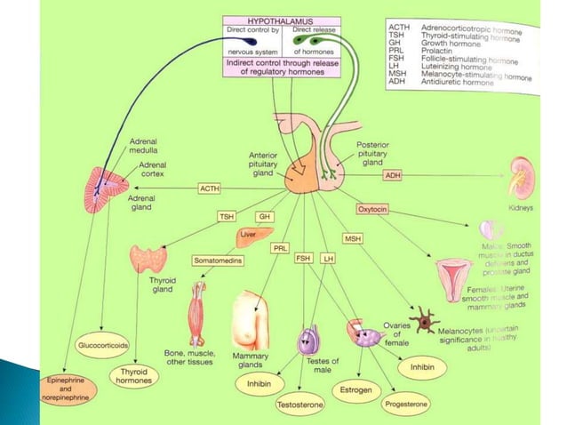 Anfis sistem endokrin | PPTX