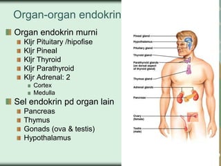 anfis sistem endokrin. PADA MANUSIA DI BUMIpdf | PPT
