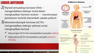 Anfis_Sistem_Endokrin.Obat yang diberikan melalui jalur I.M disuntikkan ...