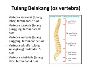 ANFIS SISTEM RANGKA.pptx ok yang harus di pelajari | PPTX