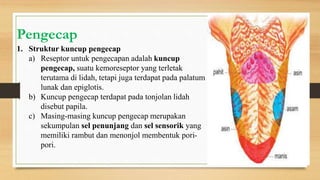 Anfis sistem sensori | PPTX