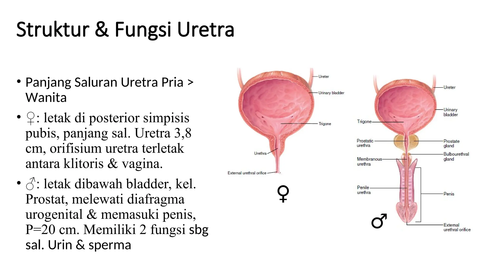 Anatomi Fisiologi Sistem Urinari ....... | PPT