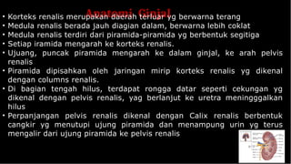 Dasar-Dasar Anatomi Fisiologi Sistem Urinaria | PPTX