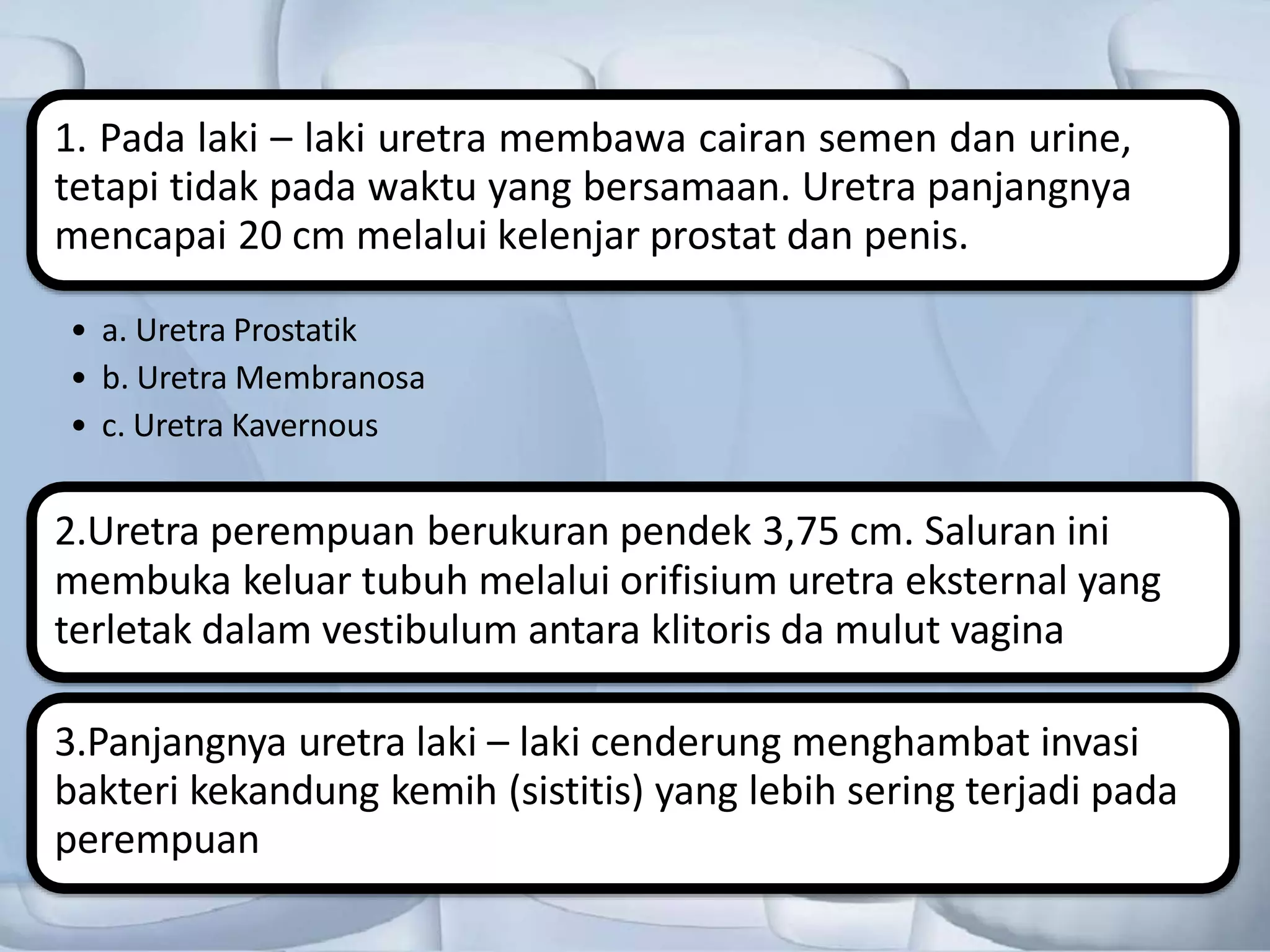 AnFis sistem urinary.pptx