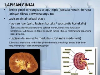 AnFis sistem urinary.pptx