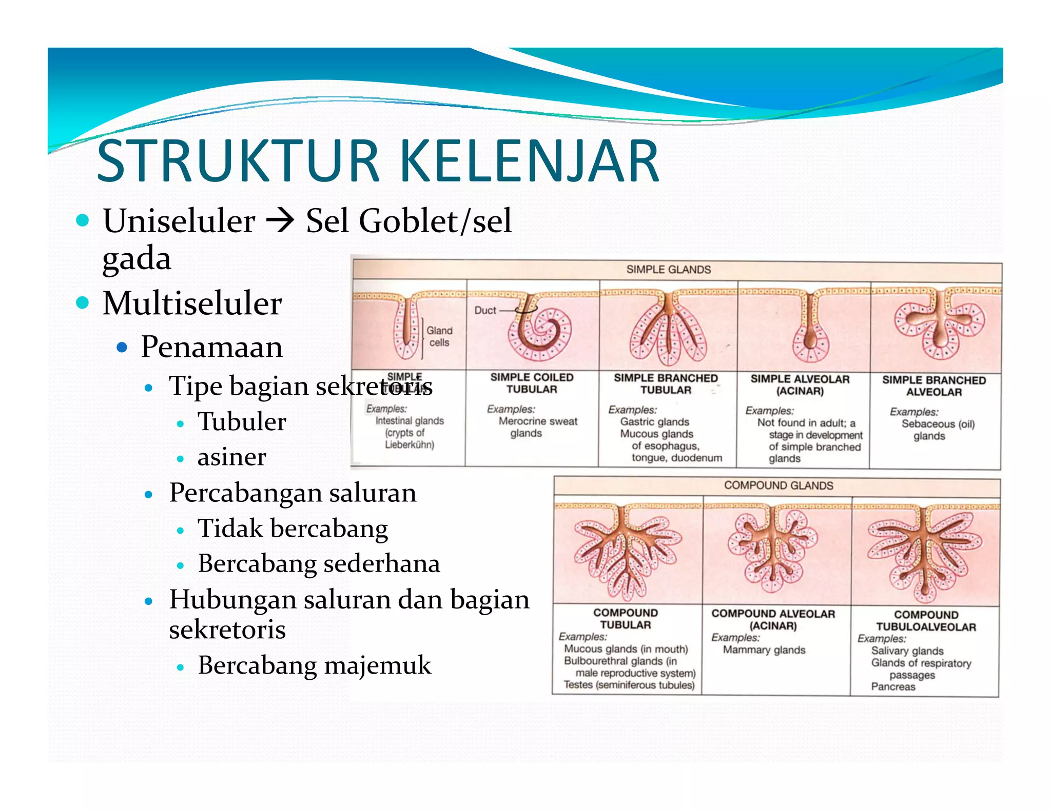 Anfiswan k2-1 - jaringan epitel | PDF