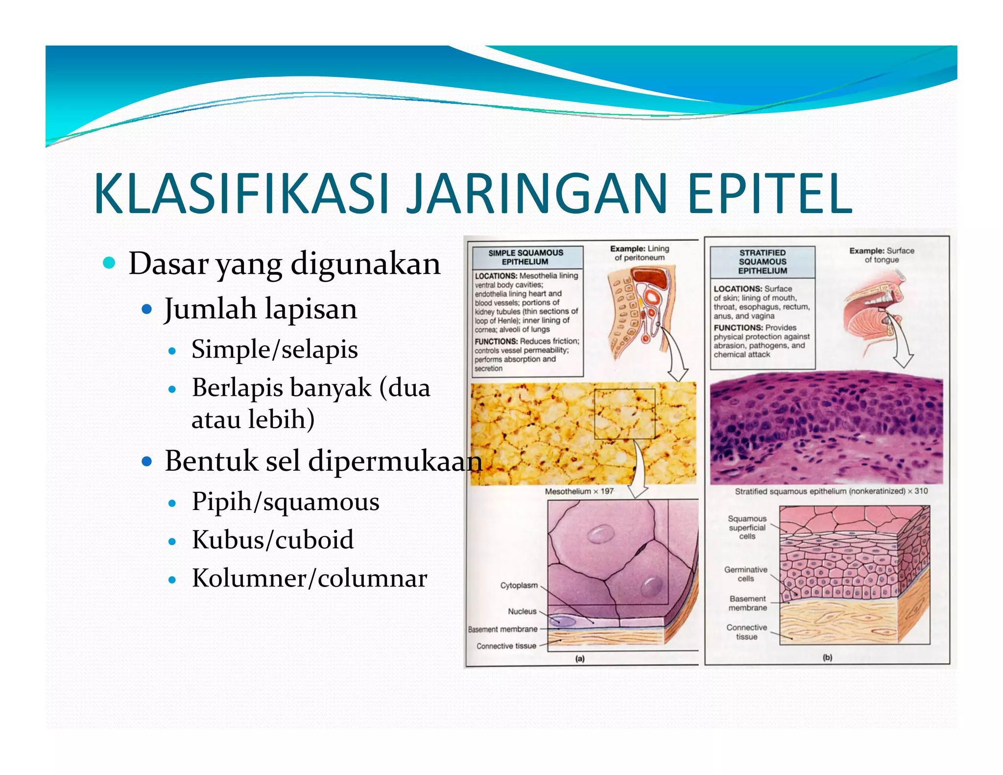 Anfiswan k2-1 - jaringan epitel | PDF