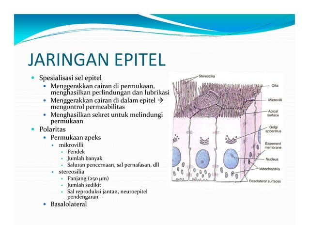 Anfiswan k2-1 - jaringan epitel | PDF