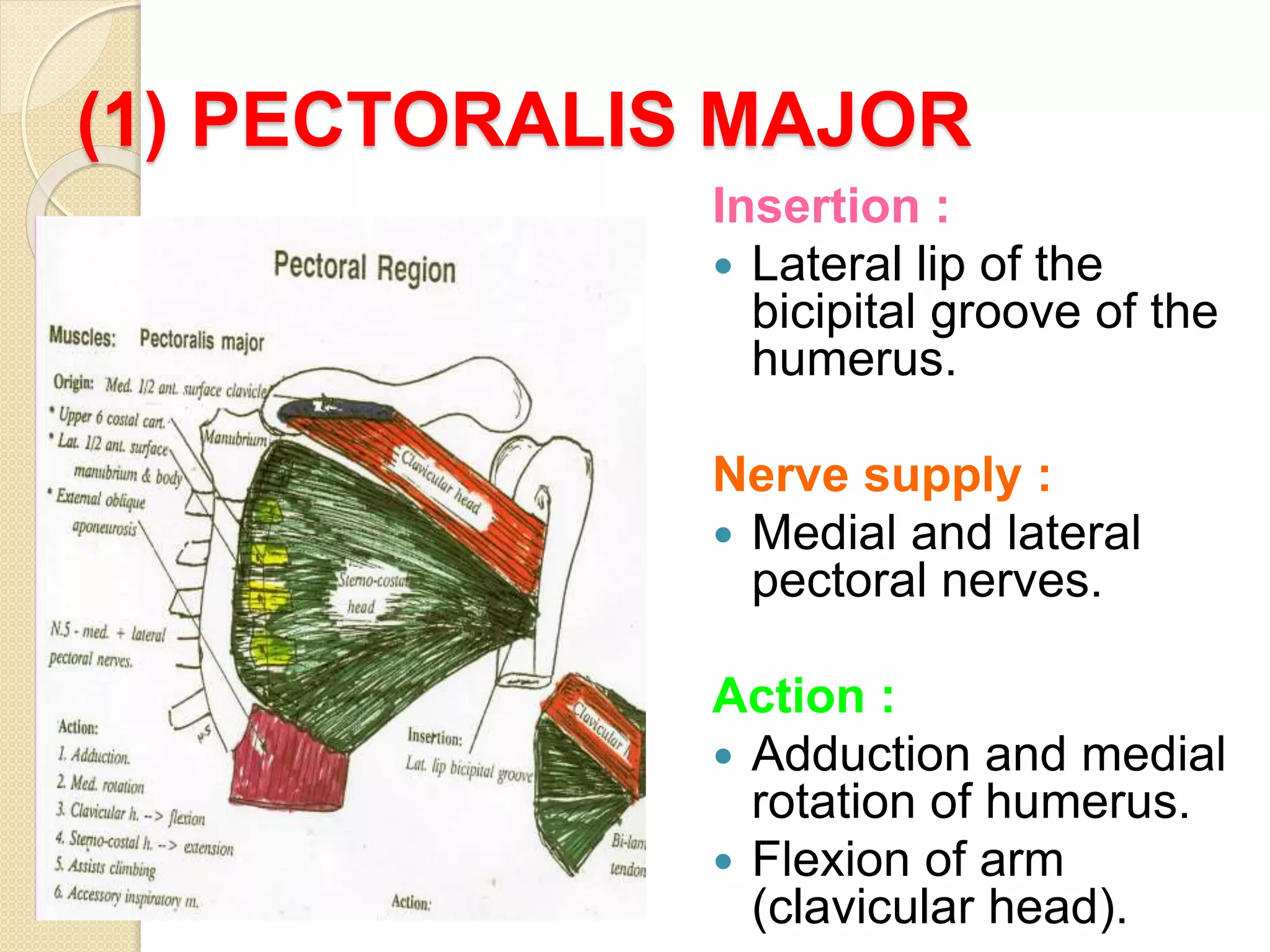 PECTORAL_MUSCLES.pptx