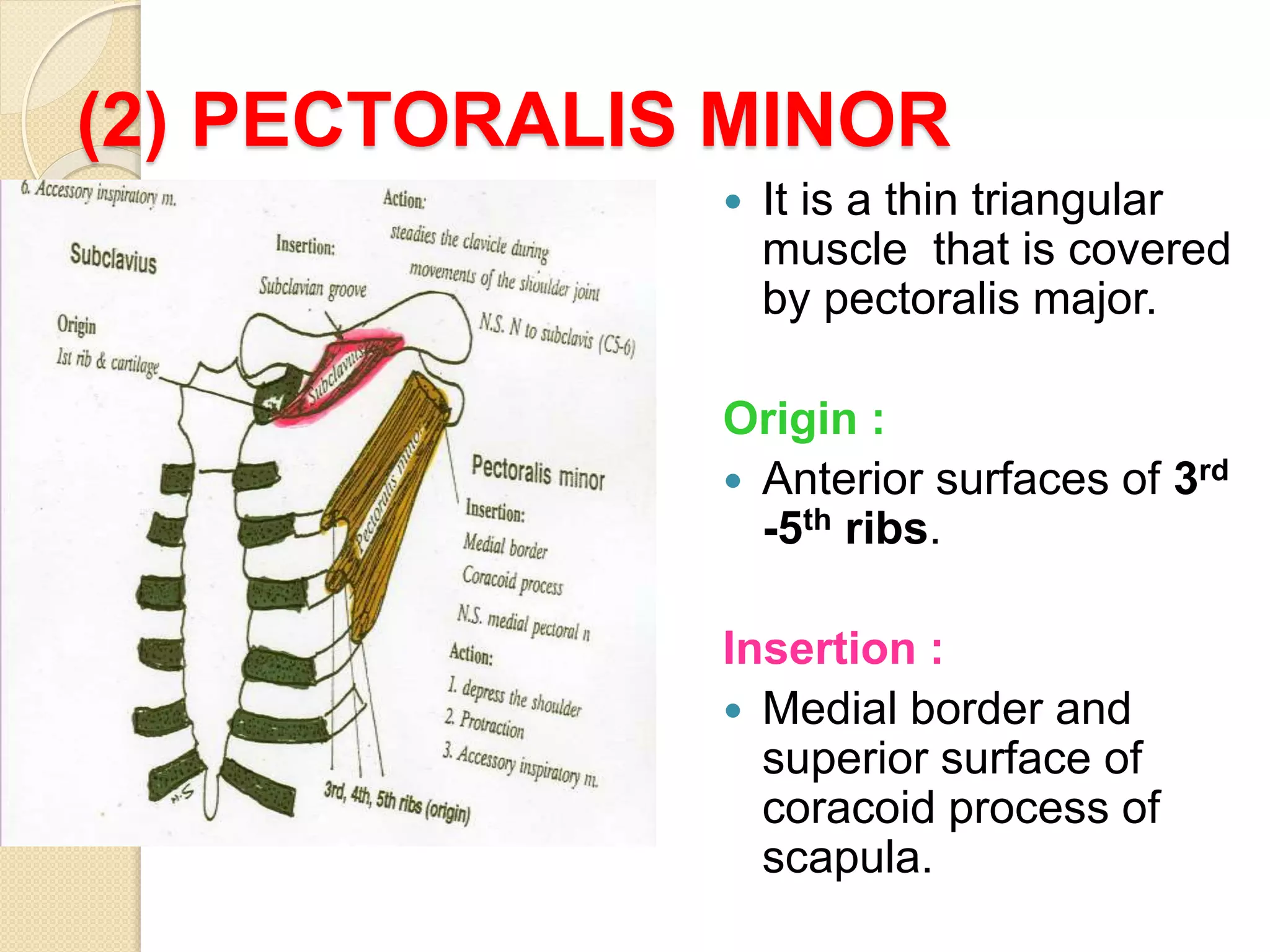 PECTORAL_MUSCLES.pptx